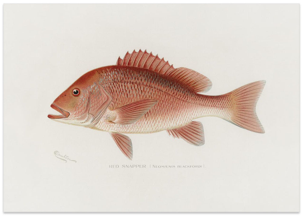 Red Snapper – Wolf & Bear Prints