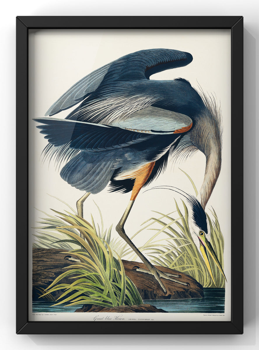 Great Blue Heron (Vintage Illustration from Birds Of America by John A ...